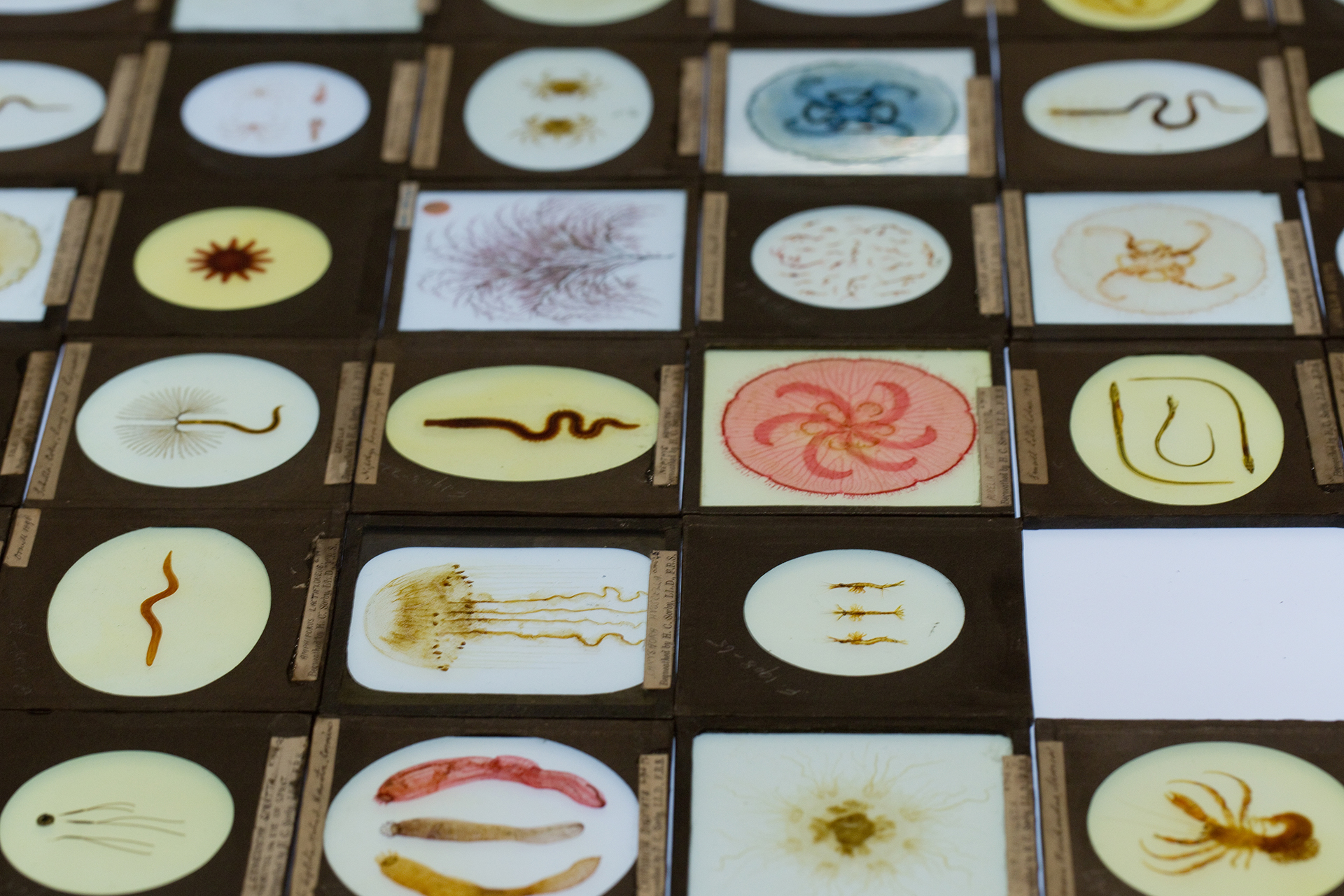 Collections & Stories - Sheffield Museums Trust