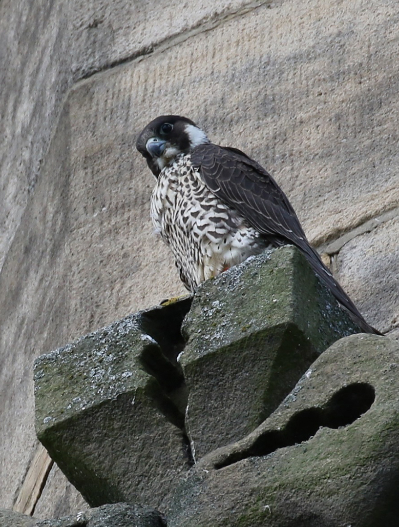 Peregrines - Sheffield Museums Trust